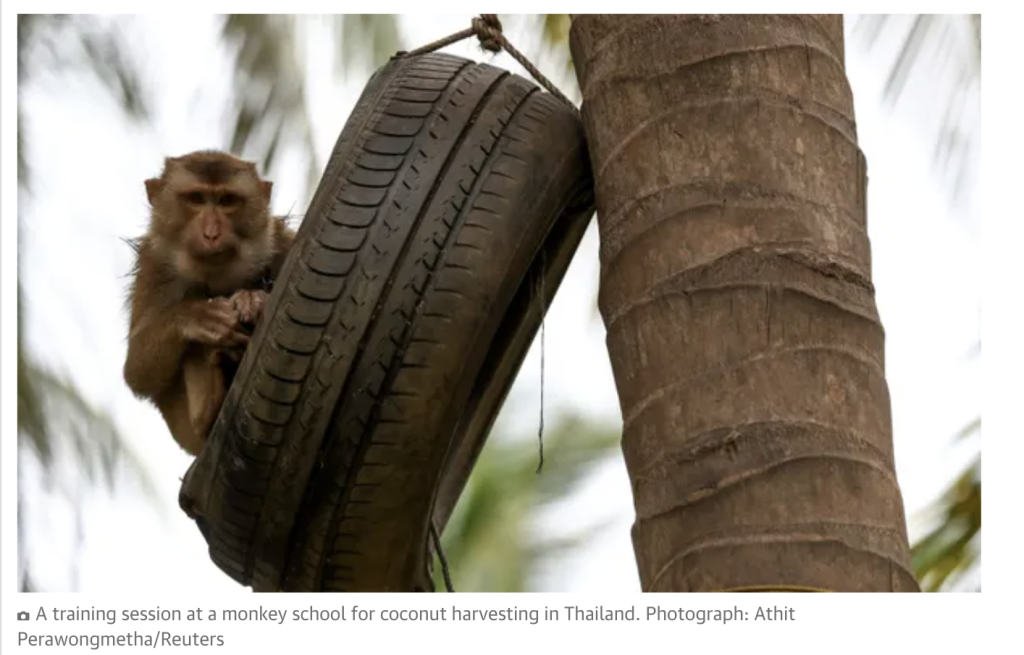Scoop: HelloFresh drops coconut milk from Thailand over monkey labor ...